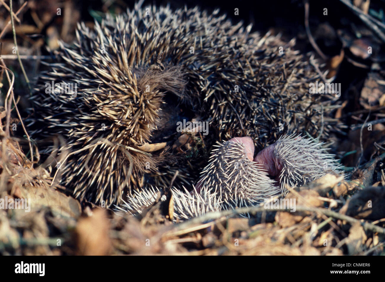 Hedgehog nest hi-res stock photography and images - Alamy