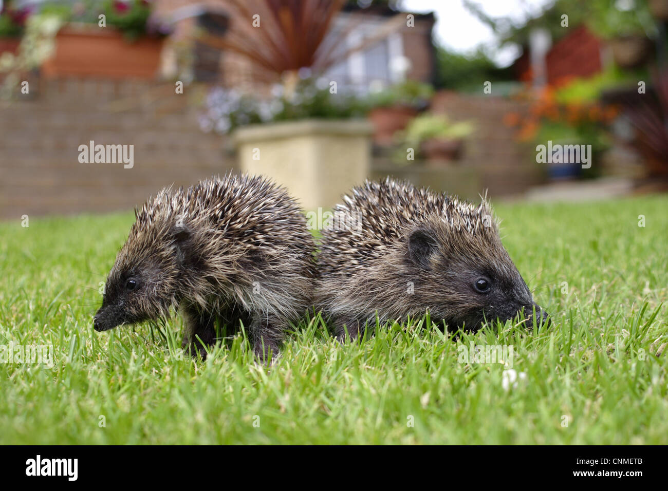 European Hedgehog (Erinaceus europaeus) two young, standing on garden ...