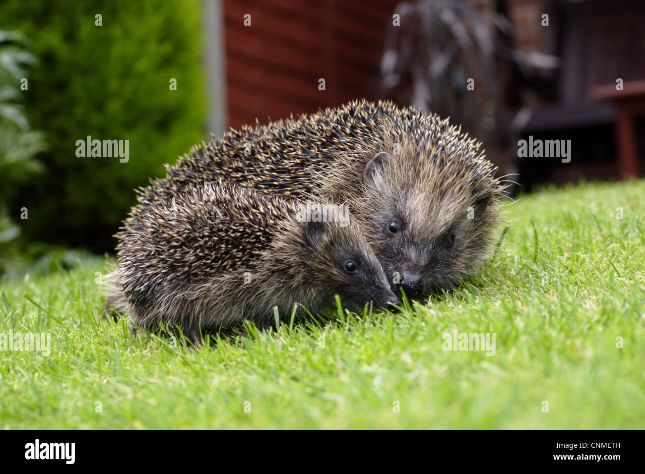 European Hedgehog (Erinaceus europaeus) adult with young, standing on ...