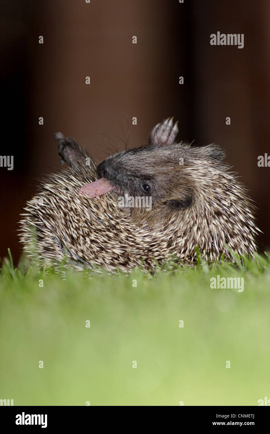 European Hedgehog Erinaceus europaeus young anointing itself saliva ...
