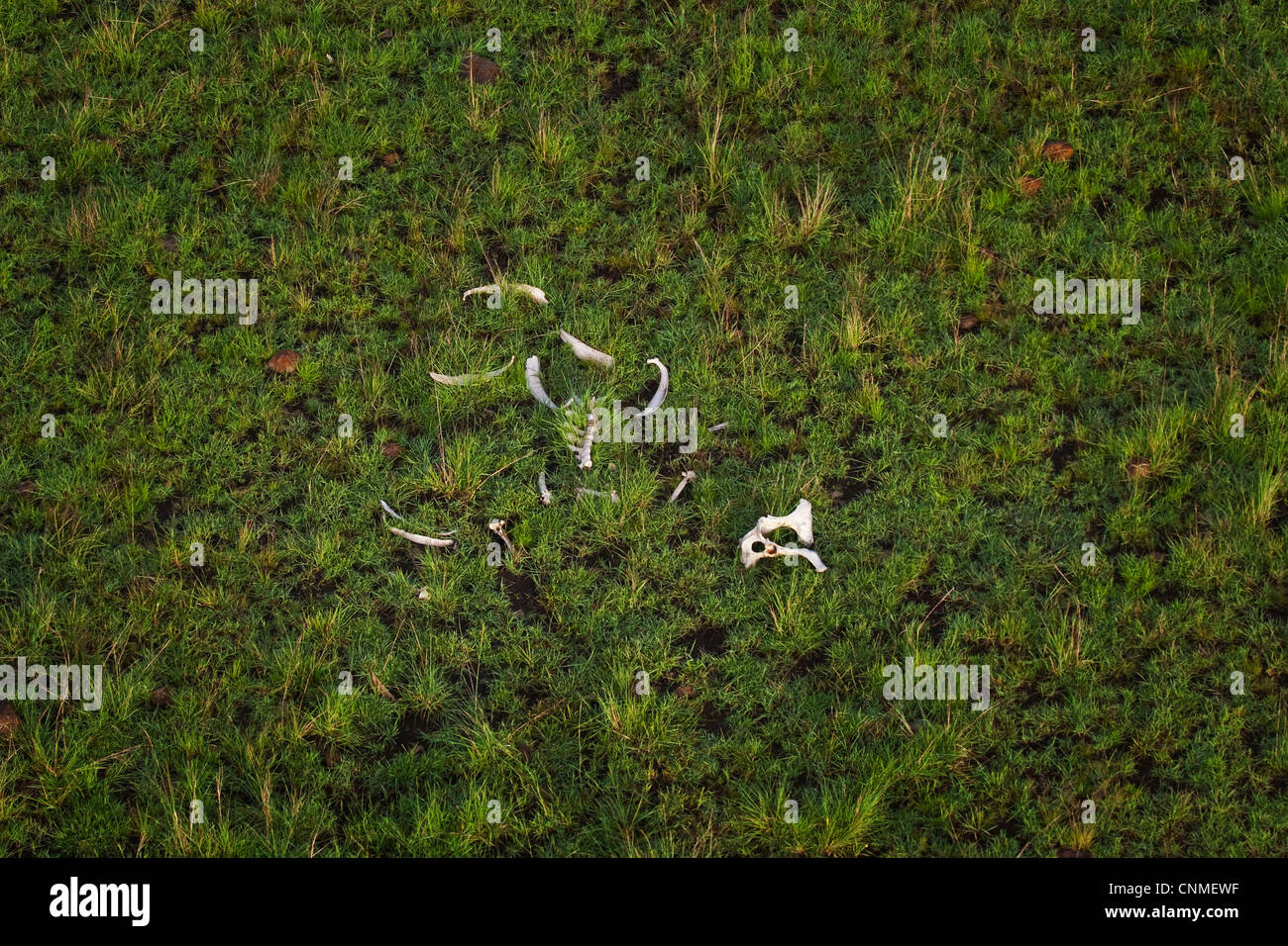 Bones of carcass left by Lions Stock Photo - Alamy