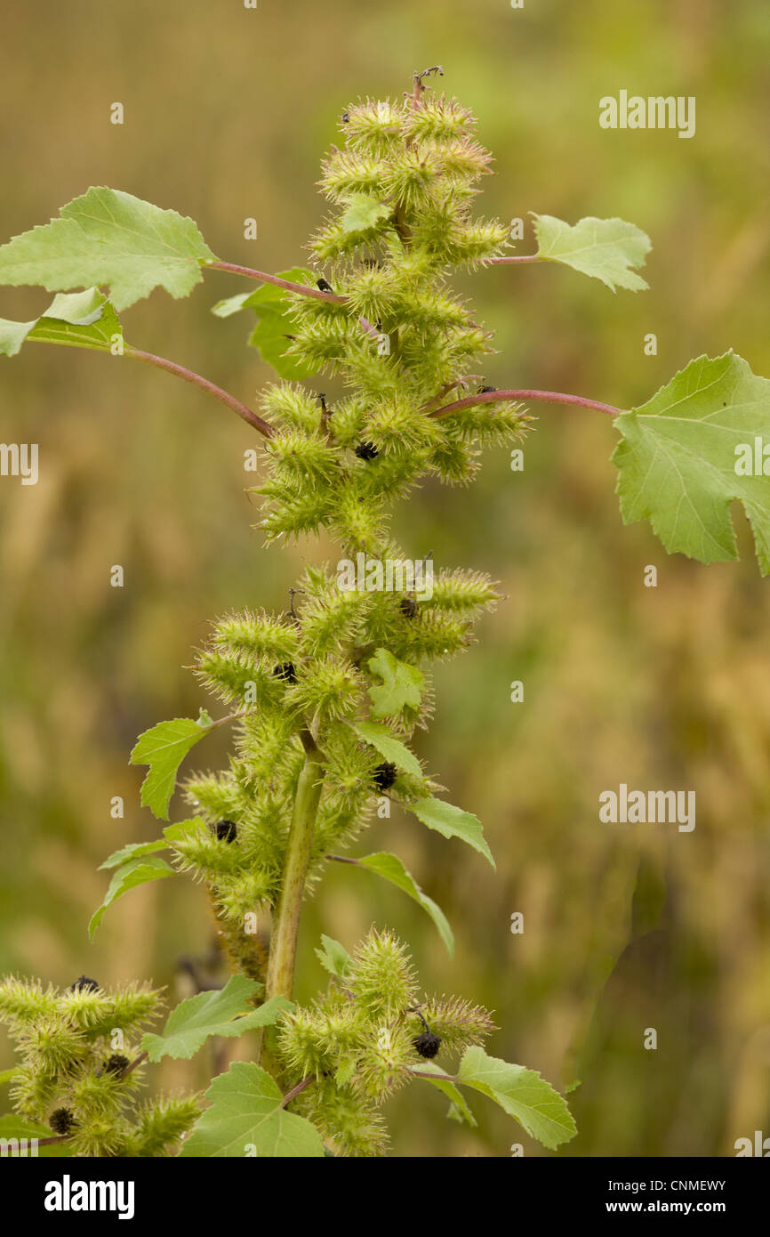 Rough Cocklebur (Xanthium strumarium) introduced weed species, with ...