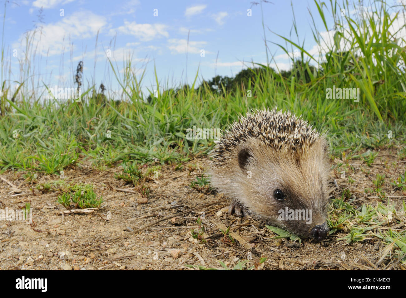 European Hedgehog (Erinaceus europaeus) young, foraging in habitat ...