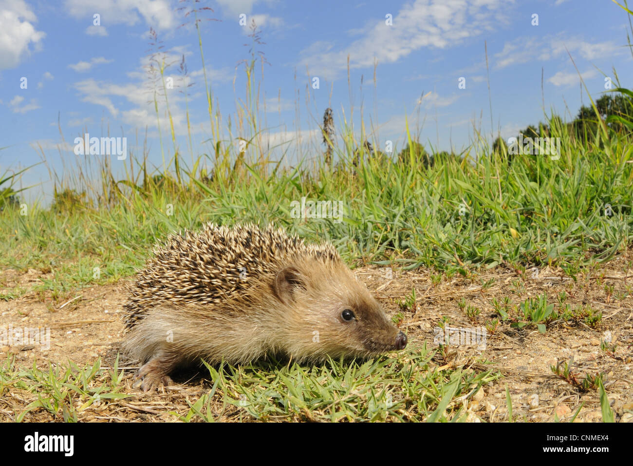 European Hedgehog (Erinaceus europaeus) young, foraging in habitat ...