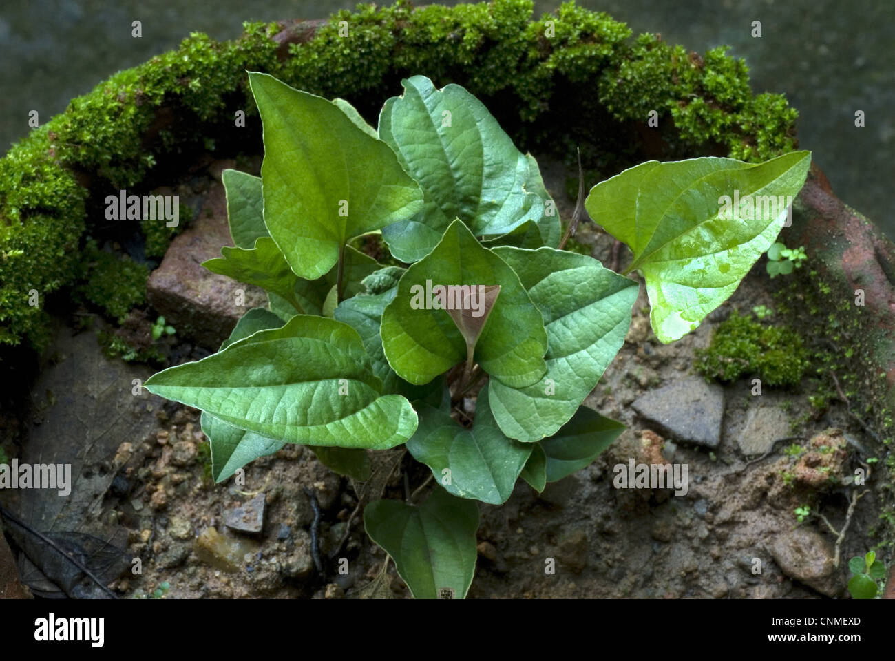 Trichopus zeylanicus plant hi-res stock photography and images - Alamy