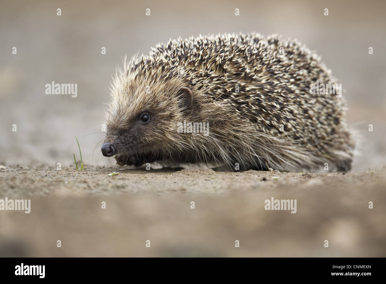 West midland hedgehog hi-res stock photography and images - Alamy