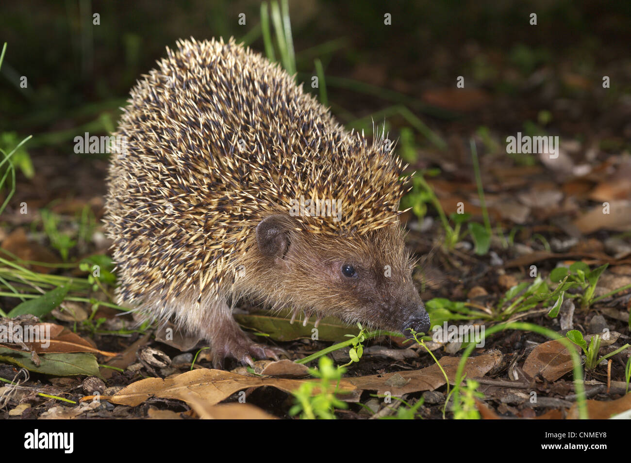 European Hedgehog (Erinaceus europaeus) juvenile, foraging at night ...