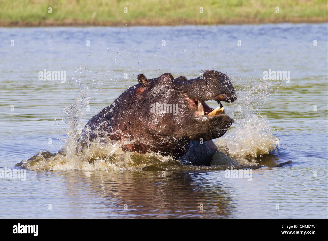 Hippopotamus (Hippopotamus amphibius) adult male, aggressive display in ...