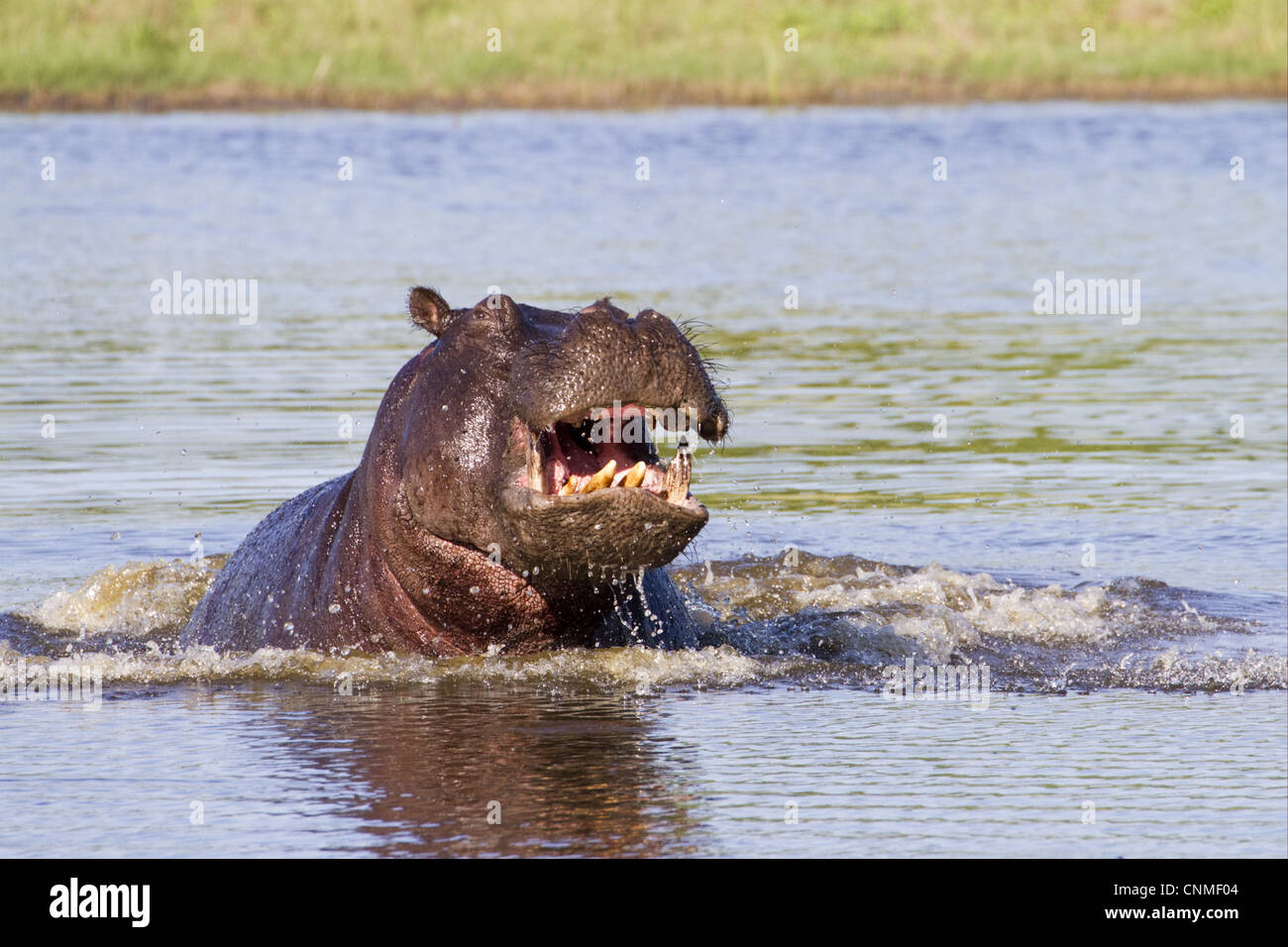 Hippopotamus (Hippopotamus amphibius) adult male, aggressive display in ...