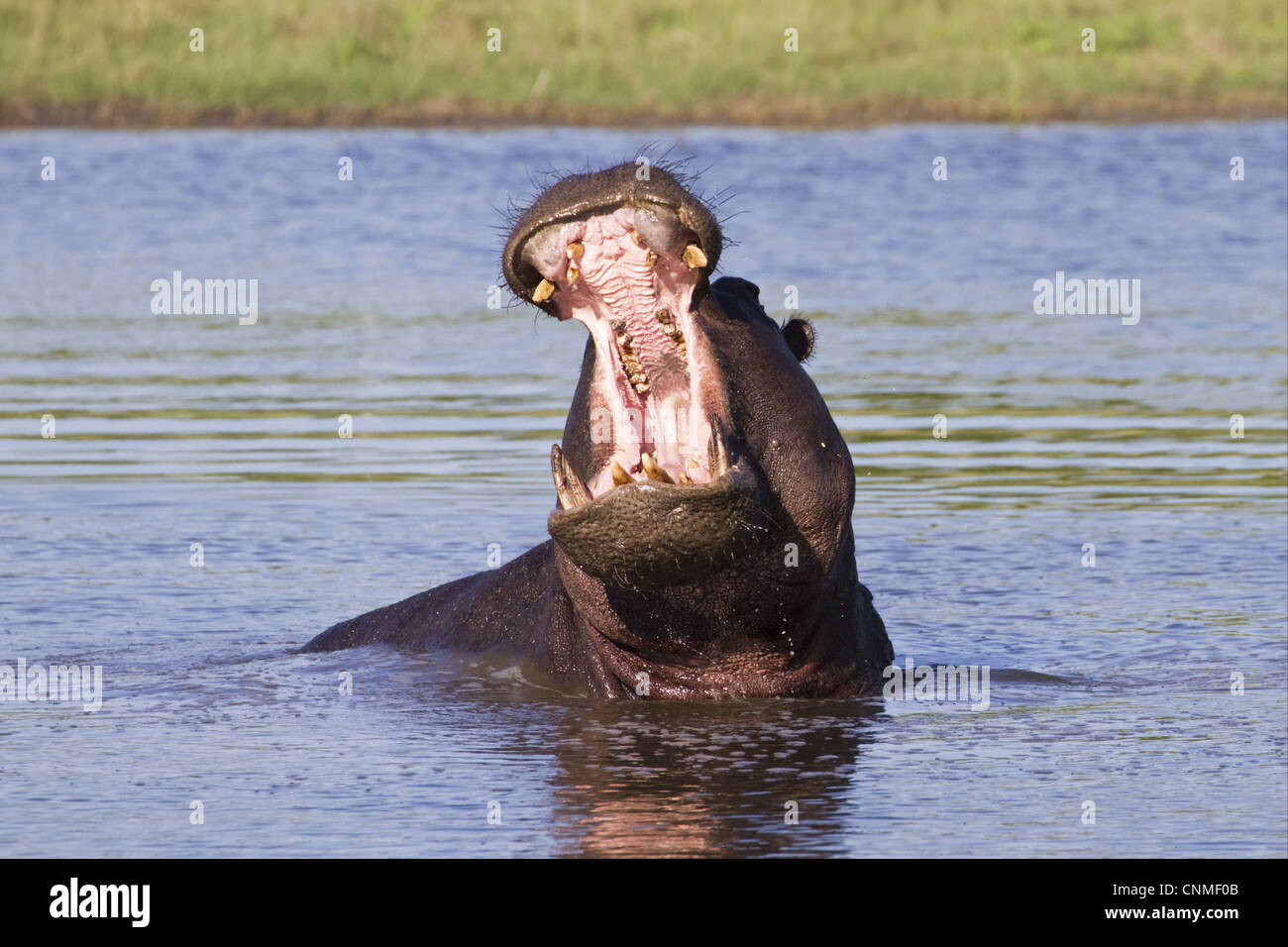 Hippopotamus (Hippopotamus amphibius) adult male, yawning aggressive ...