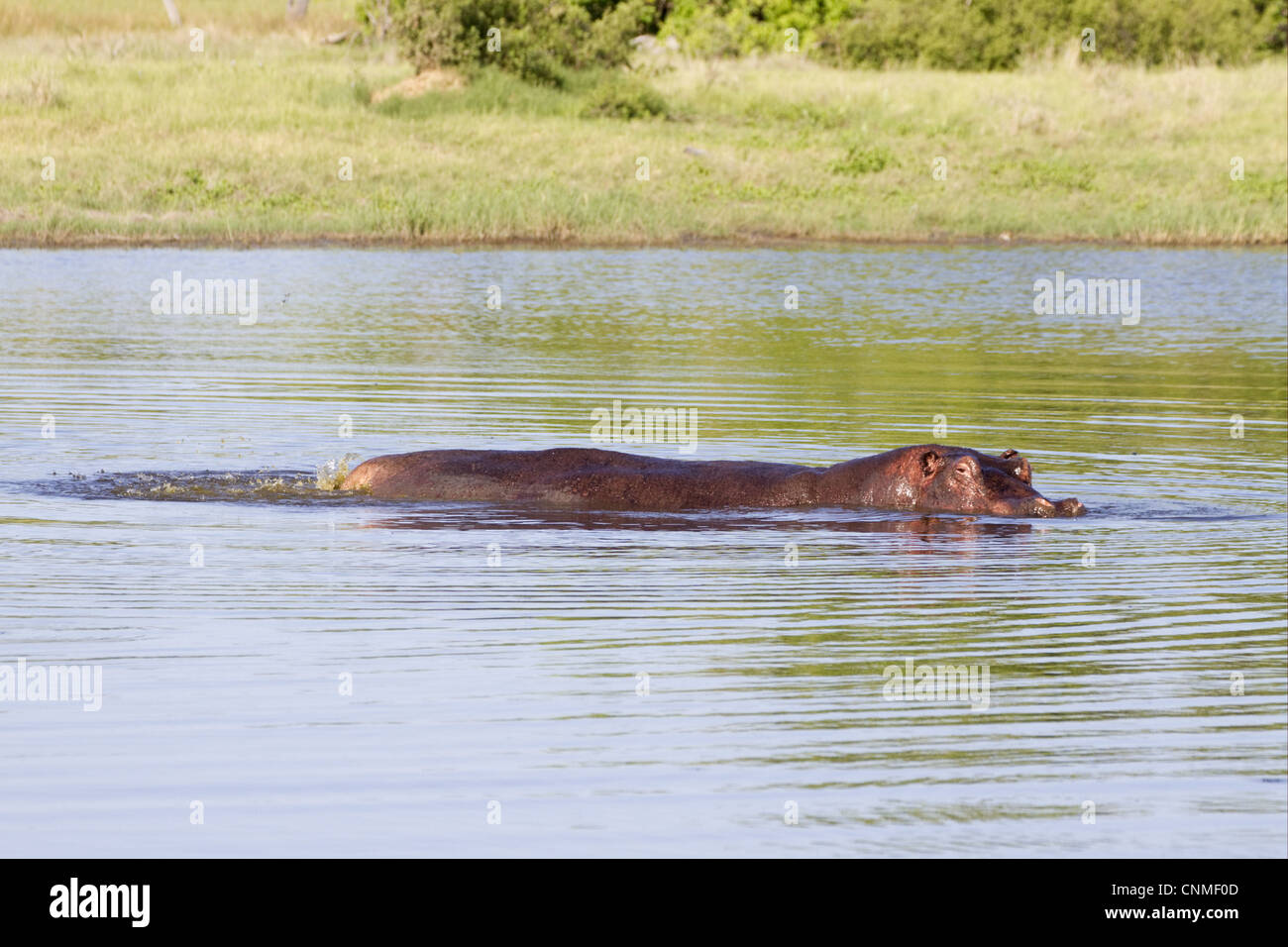 Hippo poo hi-res stock photography and images - Alamy