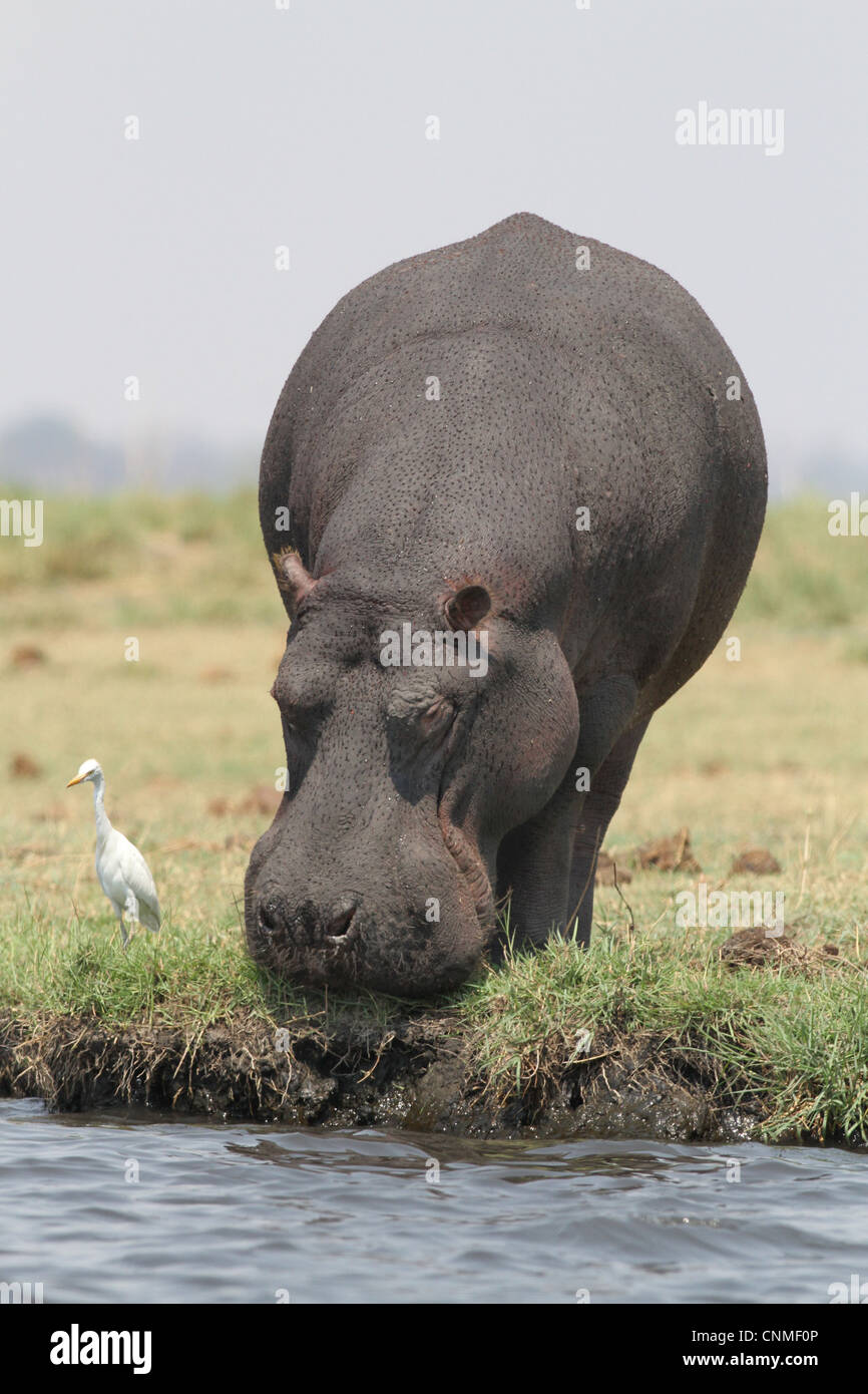 Hippo grazing chobe national park hi-res stock photography and images ...