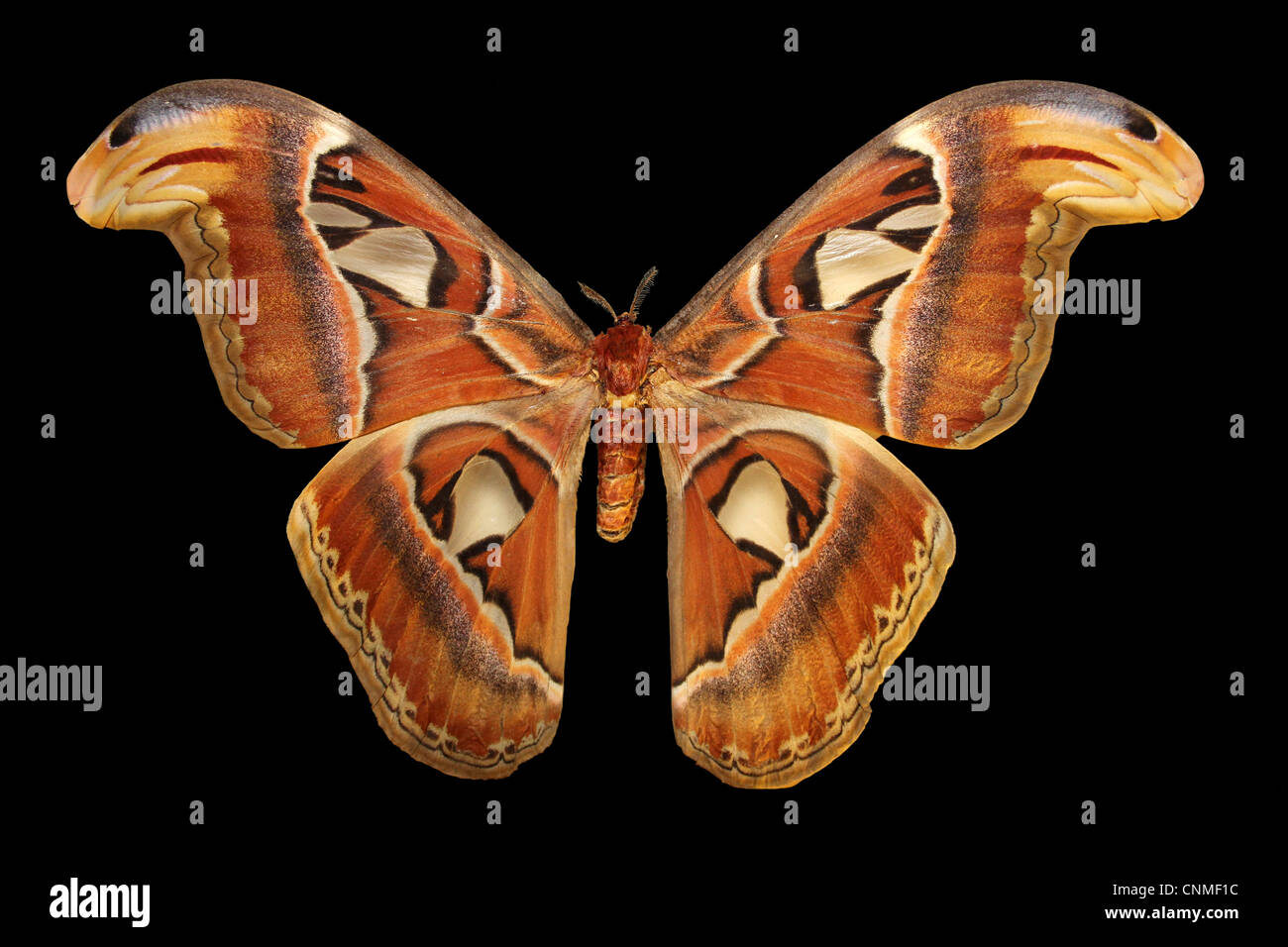 Atlas Moth Attacus atlas Stock Photo - Alamy Atlas Moth Attacus atlas Stock Photo - Alamy