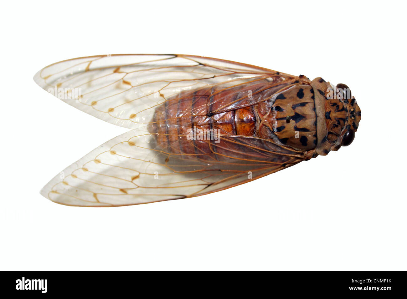 Pomponia Cut Out Stock Images & Pictures - Alamy