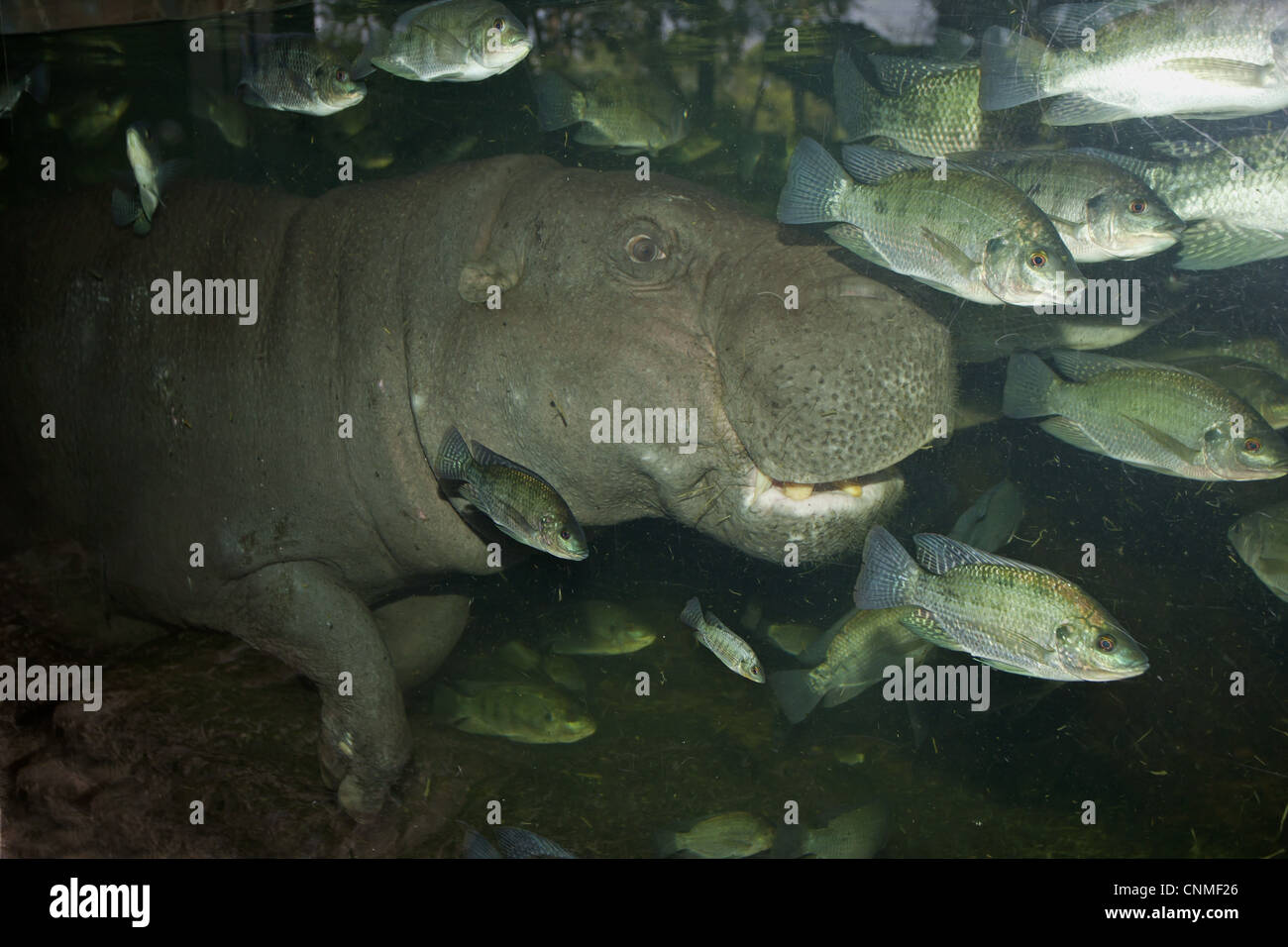 Pygmy Hippopotamus (Choeropsis liberiensis) adult, underwater with fish ...
