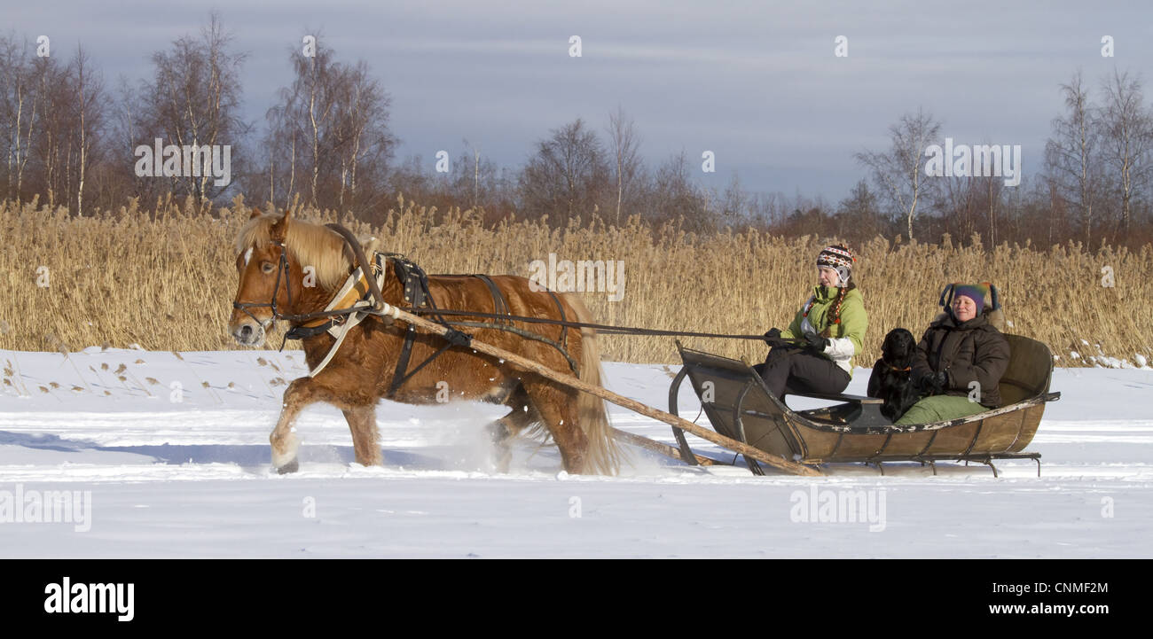 Horse sled hi-res stock photography and images - Alamy