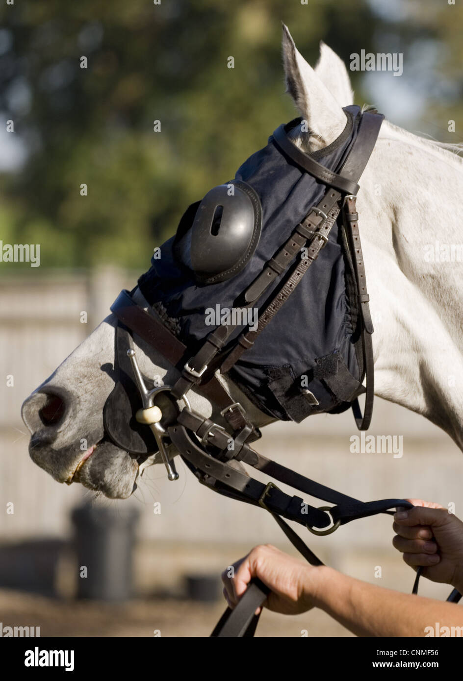 Horse Thoroughbred racehorse adult close-up head wearing blinkers ...