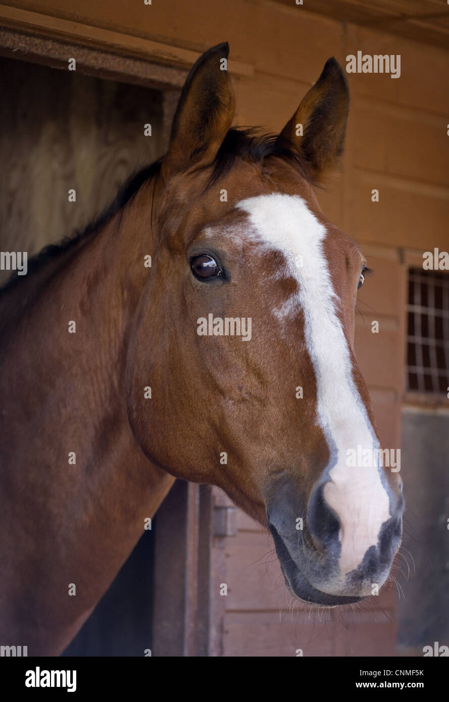 Horse, adult, close-up of head, at stables, England, october Stock ...