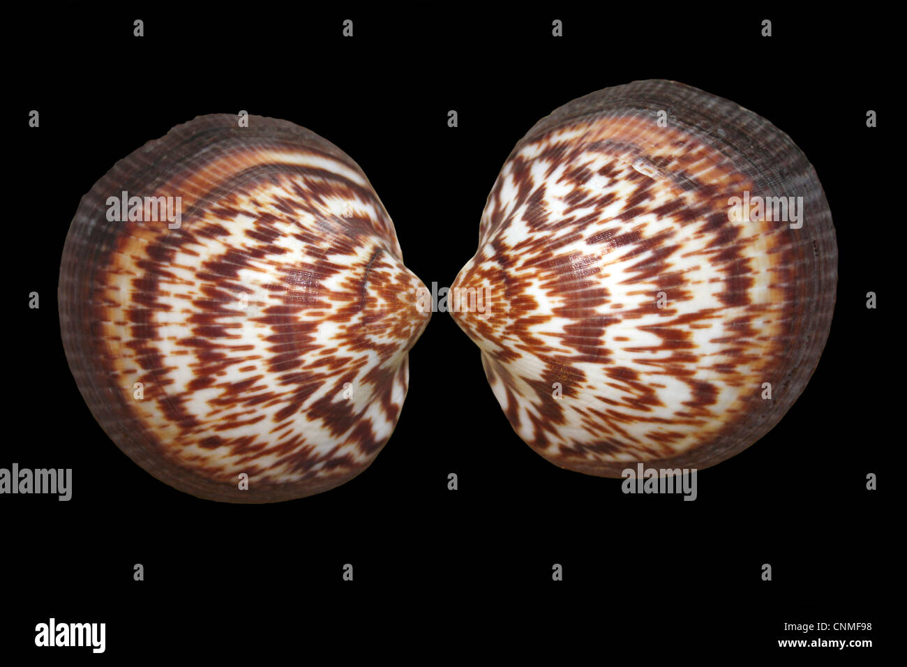 European Bittersweet Clam Glycymeris glycymeris Stock Photo - Alamy