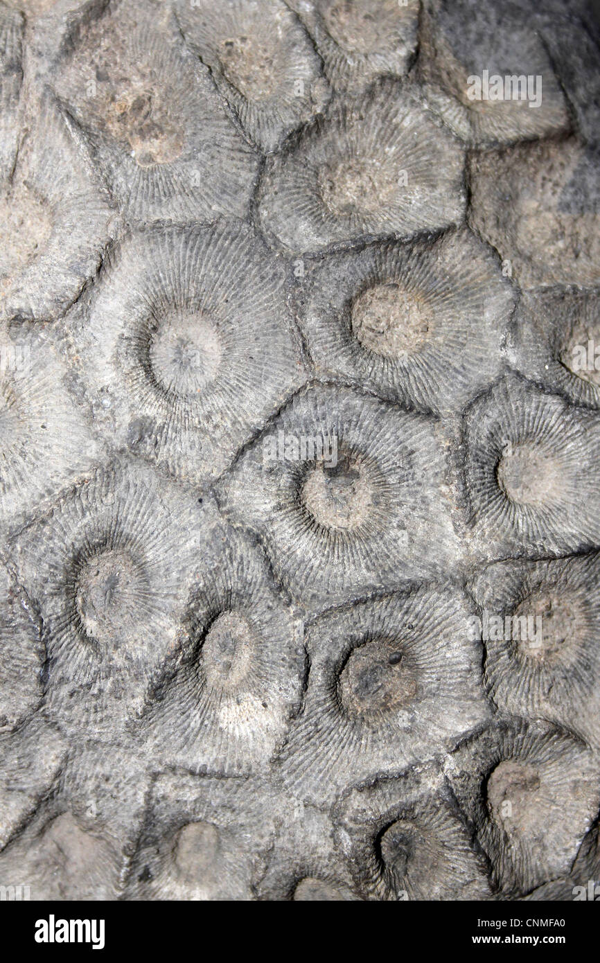 Rugose Coral High Resolution Stock Photography and Images - Alamy