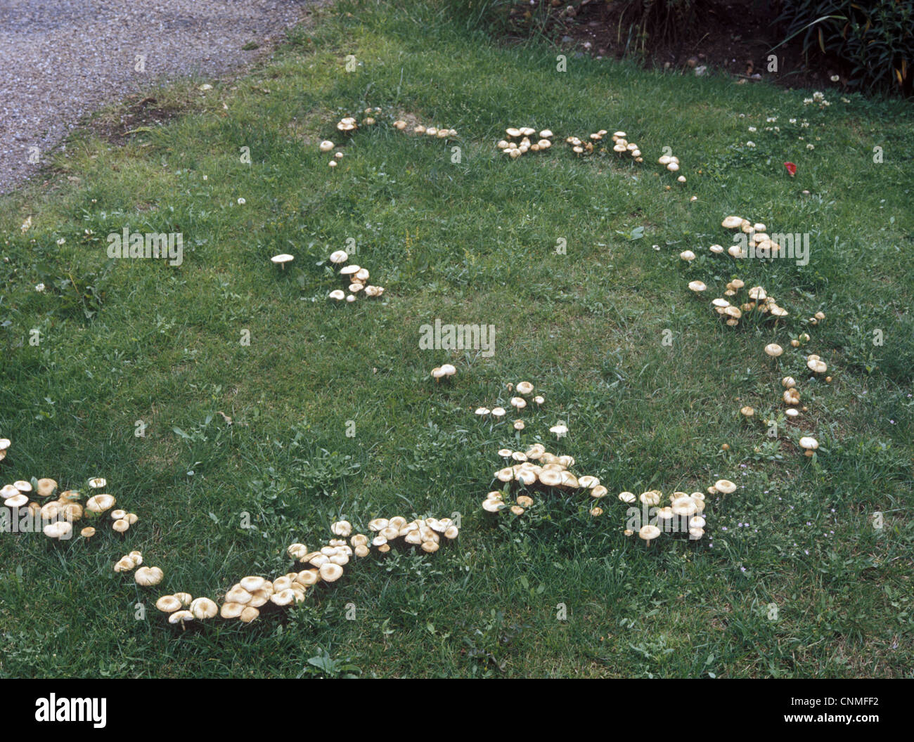 Fairy-ring Fungus (Marasmius oreades Stock Photo - Alamy