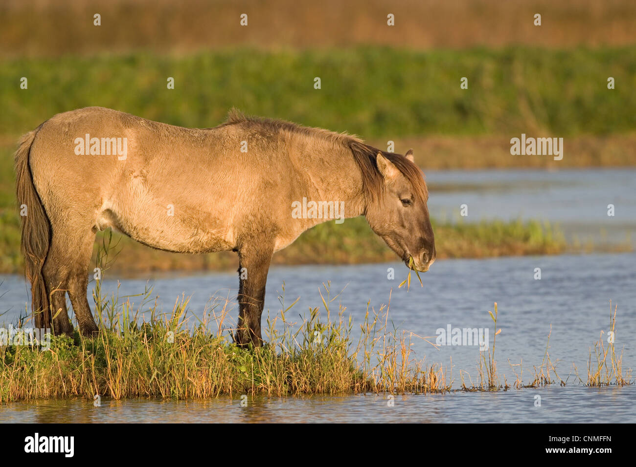 Konik horses rspb reserve hi-res stock photography and images - Alamy