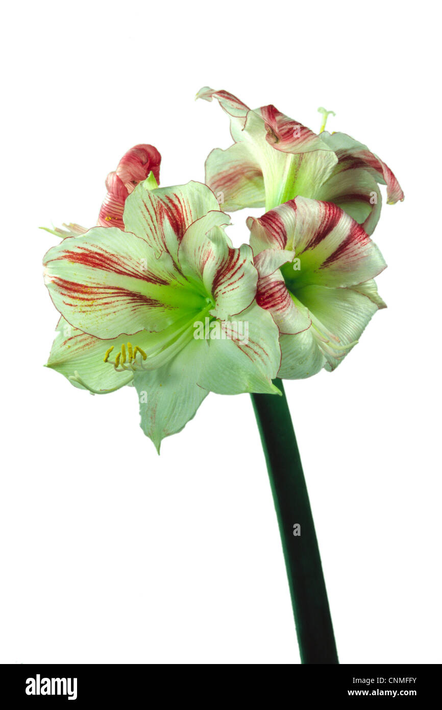 Amaryllis stamen Cut Out Stock Images & Pictures - Alamy