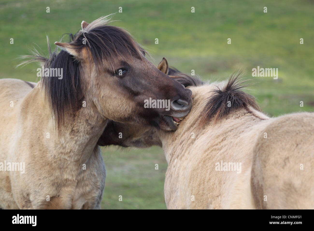 Konik Horse (Equus caballus gemelli) two adults, mutual grooming, close ...