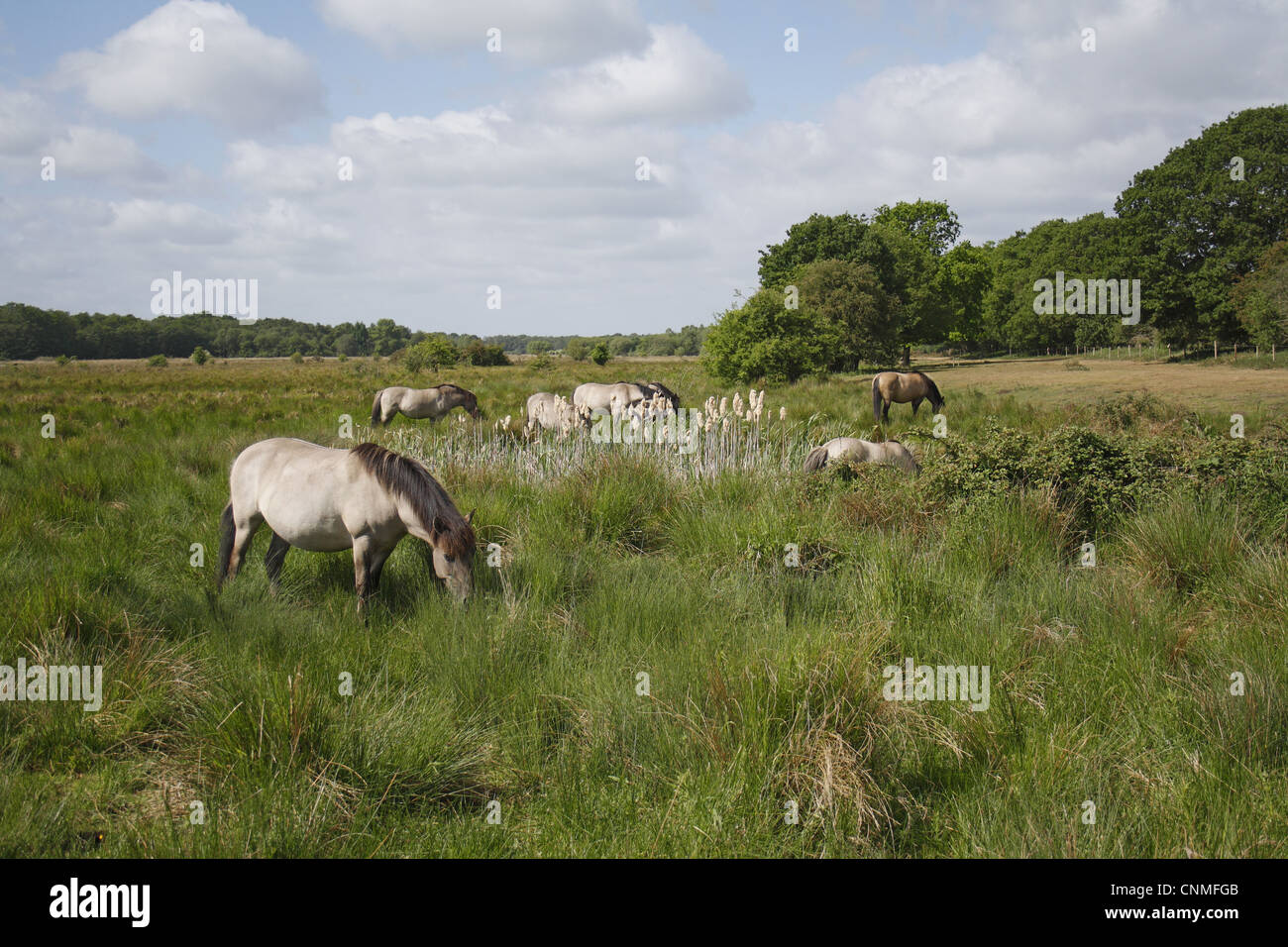 Redgrave and lopham fen cnmfgb hi-res stock photography and images - Alamy