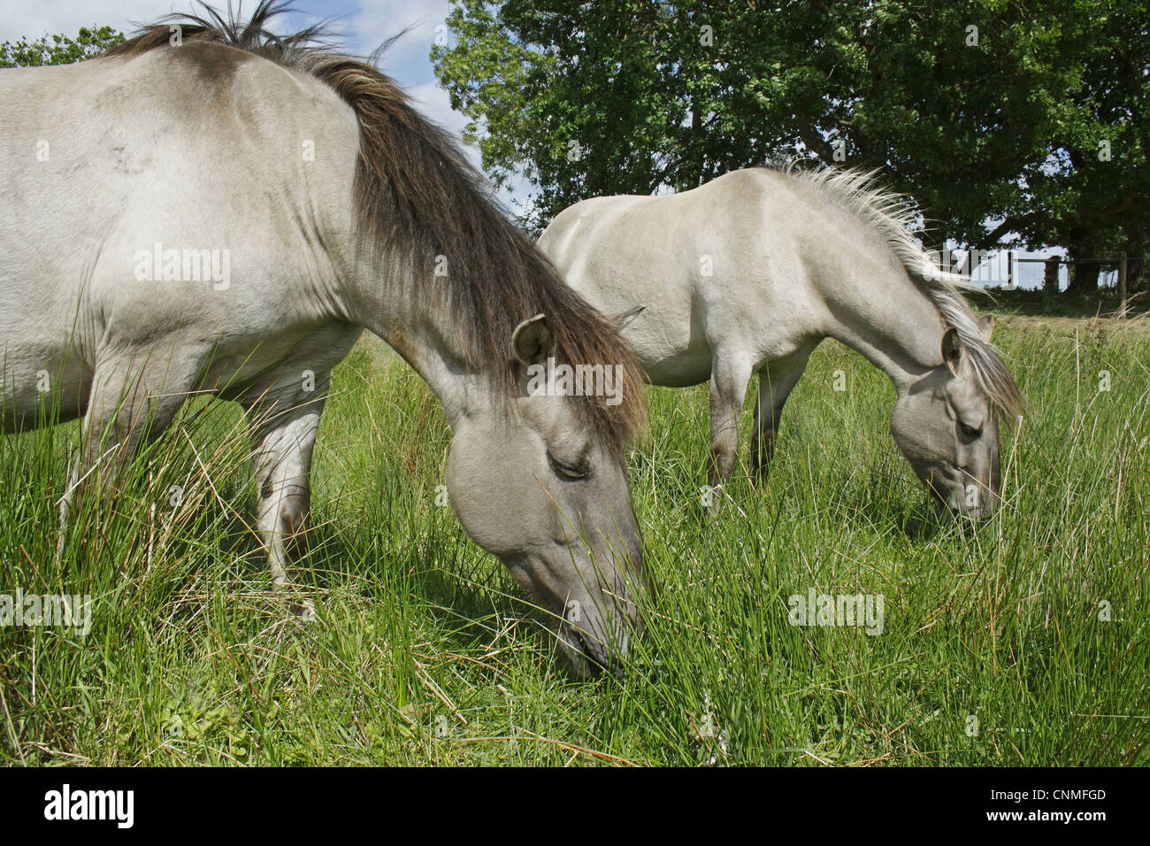 Two horse heads hi-res stock photography and images - Alamy