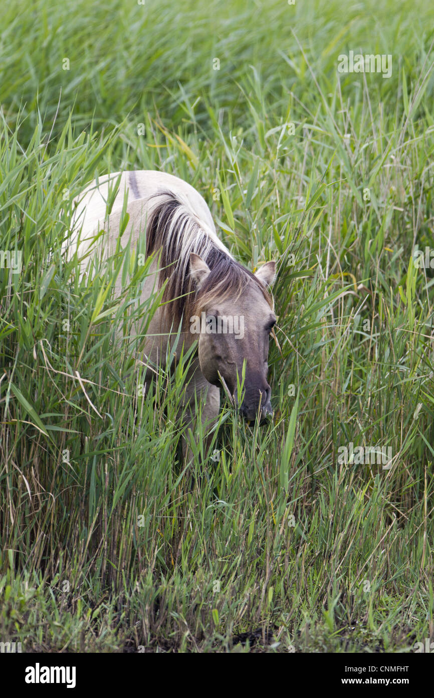 Konik Horse (Equus caballus gemelli) adult, feeding in reedbed ...