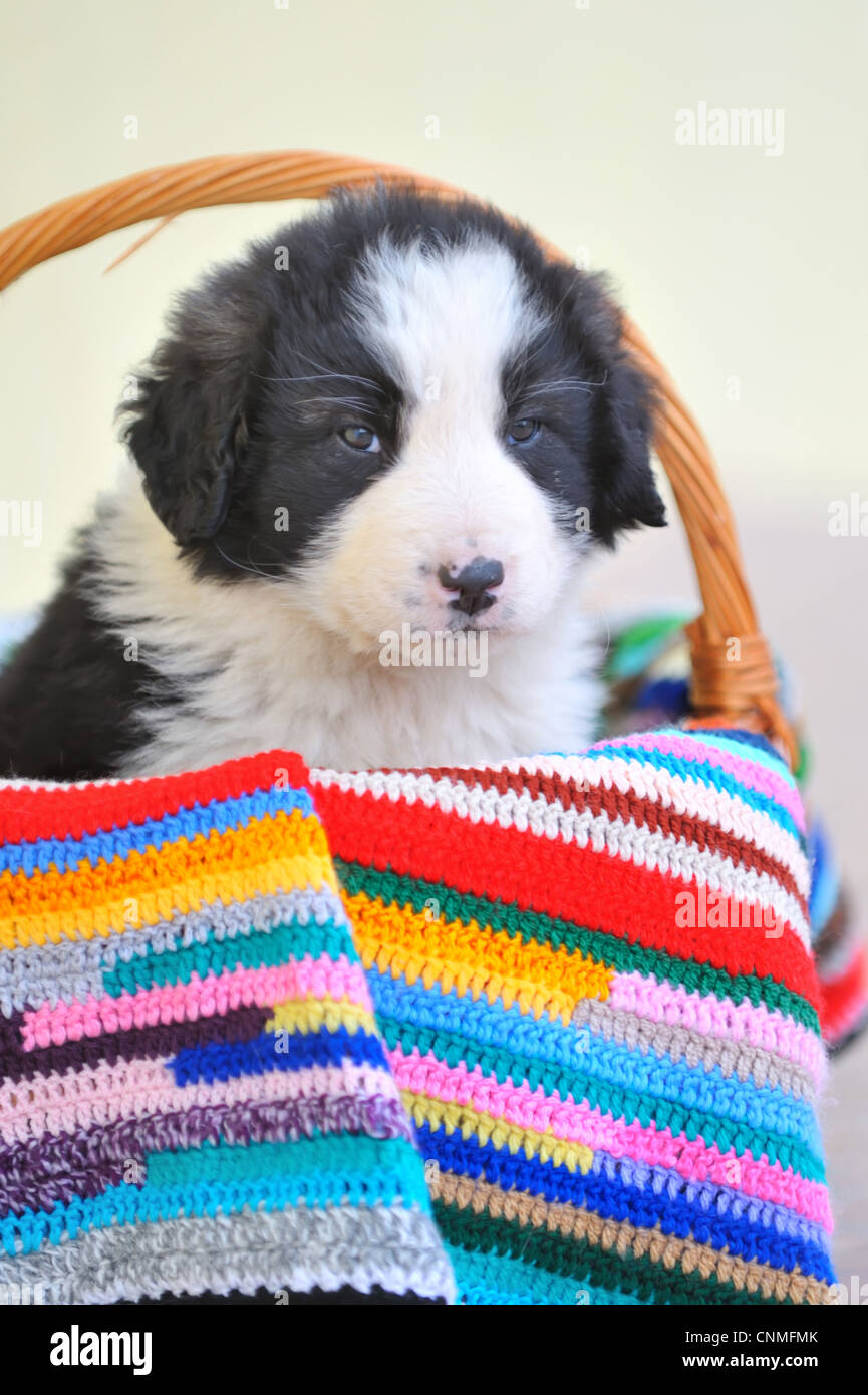 Romanian shepherd dog Stock Photo - Alamy