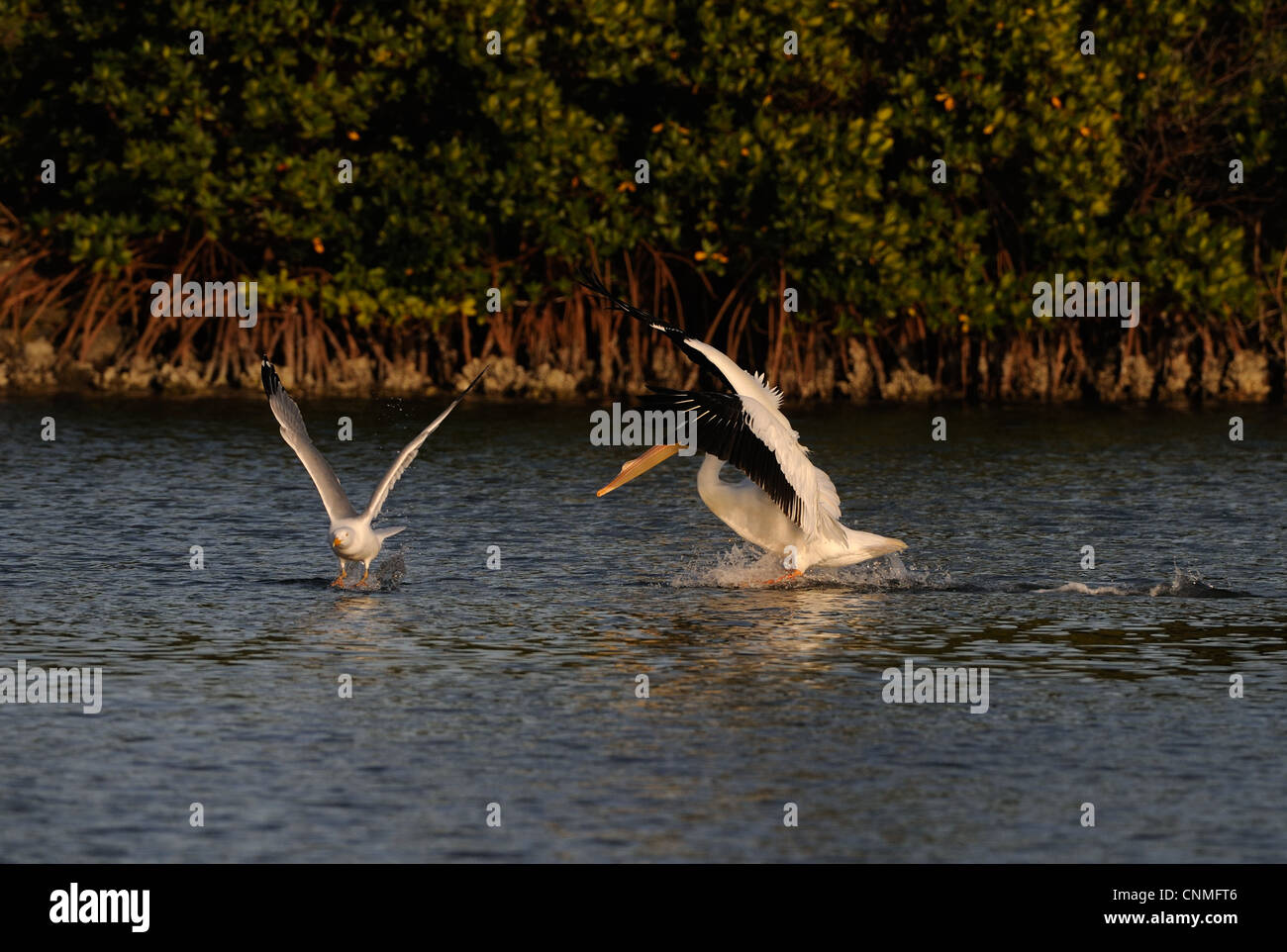 American white pelican, Pelecanus erythrorhynchos at the shallow waters ...