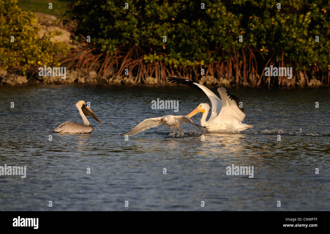 American white pelican, Pelecanus erythrorhynchos at the shallow waters ...