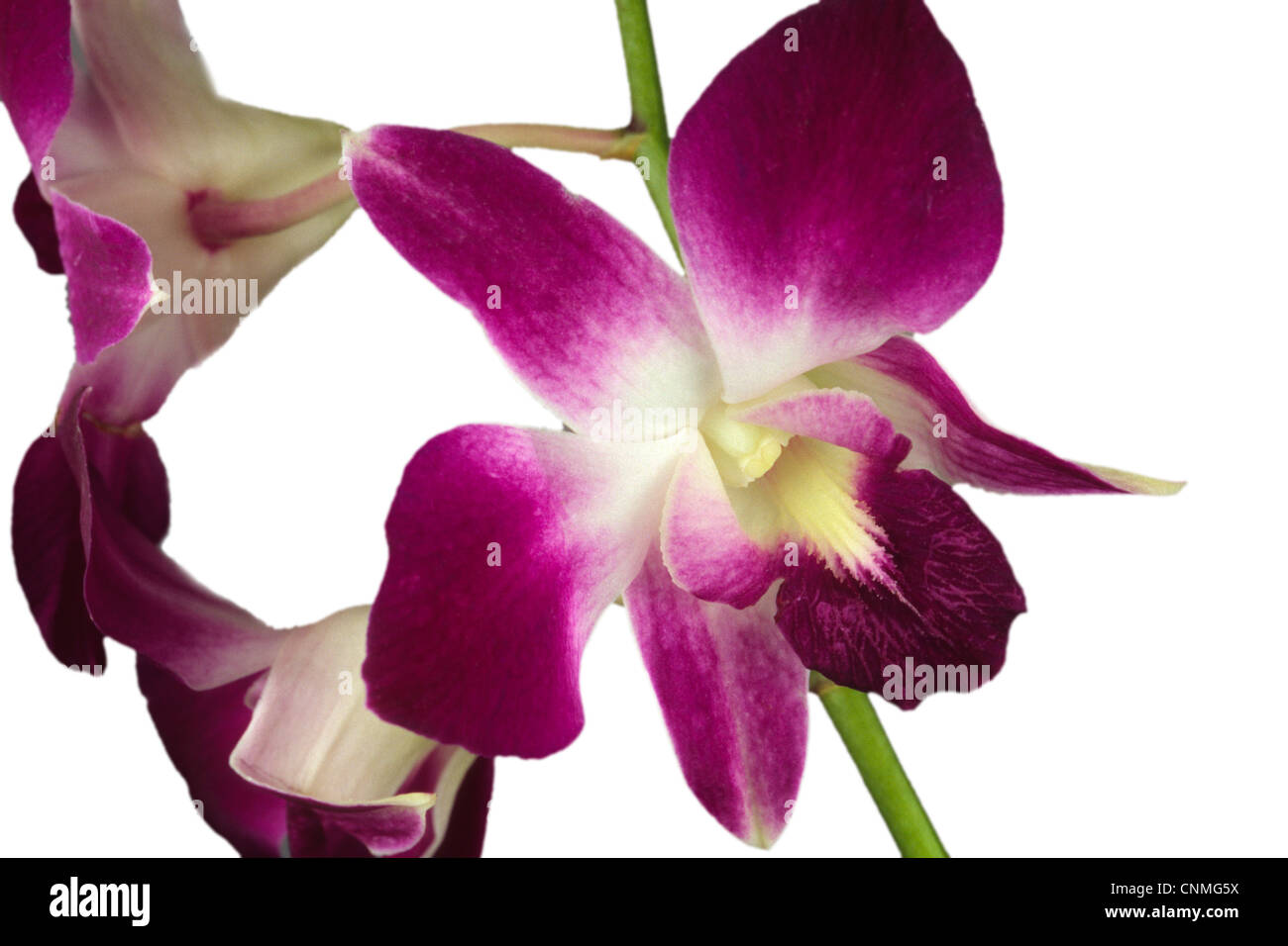 Dendrobium indoors hi-res stock photography and images - Alamy