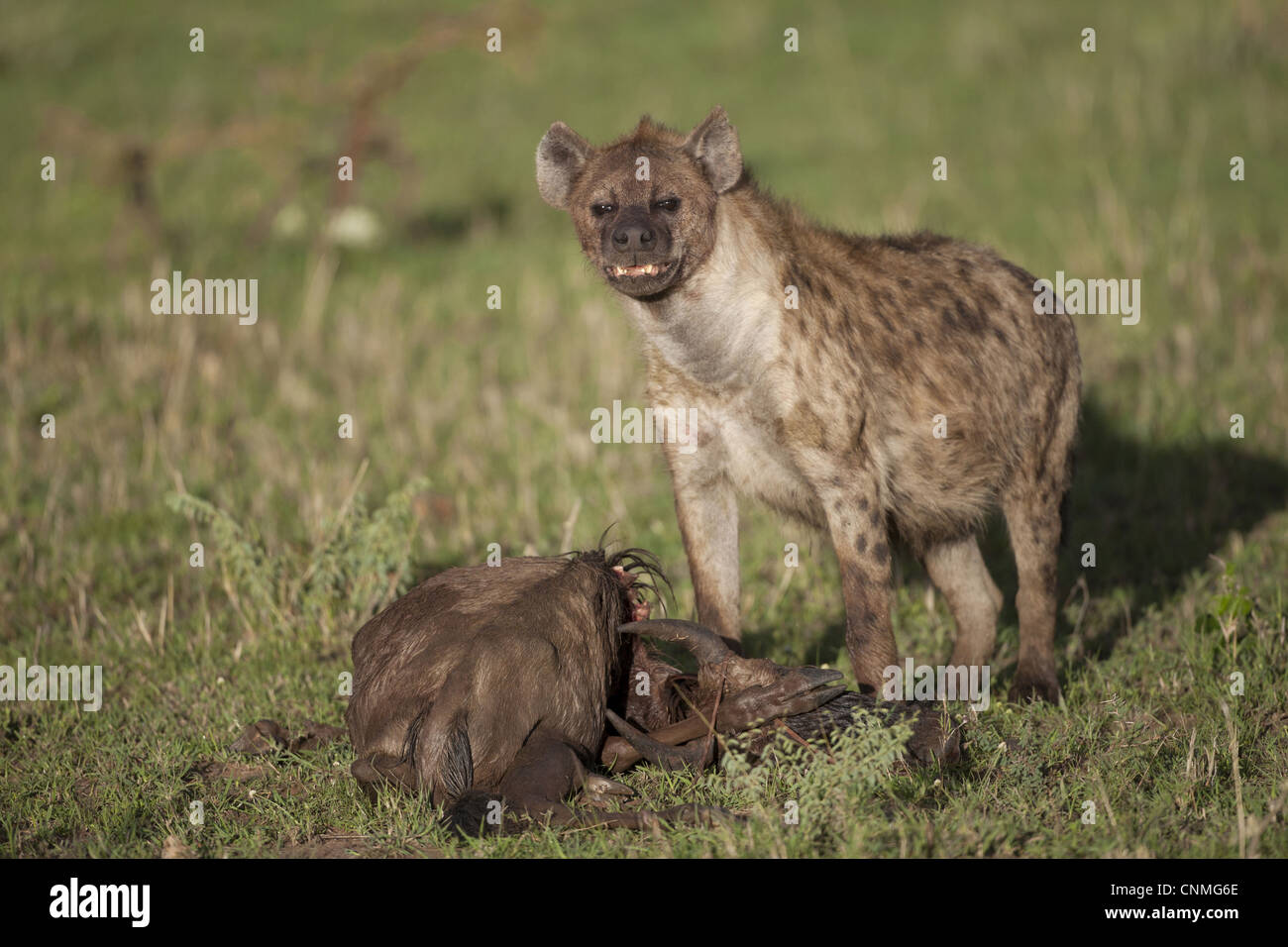 Spotted Hyena Crocuta crocuta adult feeding scavenging Blue Wildebeest ...