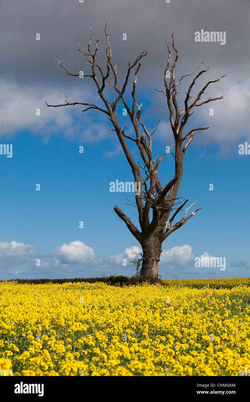 A tree in a rape field Stock Photo - Alamy