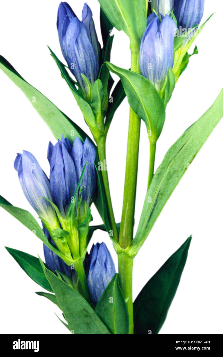 Stemless Gentian Flower Isolated White Background Stock Photo - Alamy