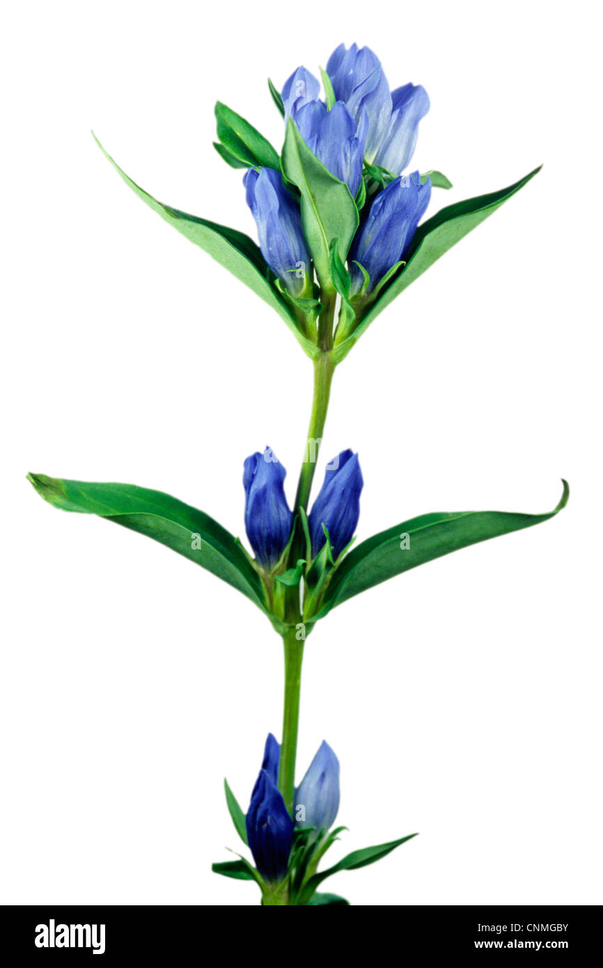 Stemless Gentian Flower Isolated White Background Stock Photo - Alamy