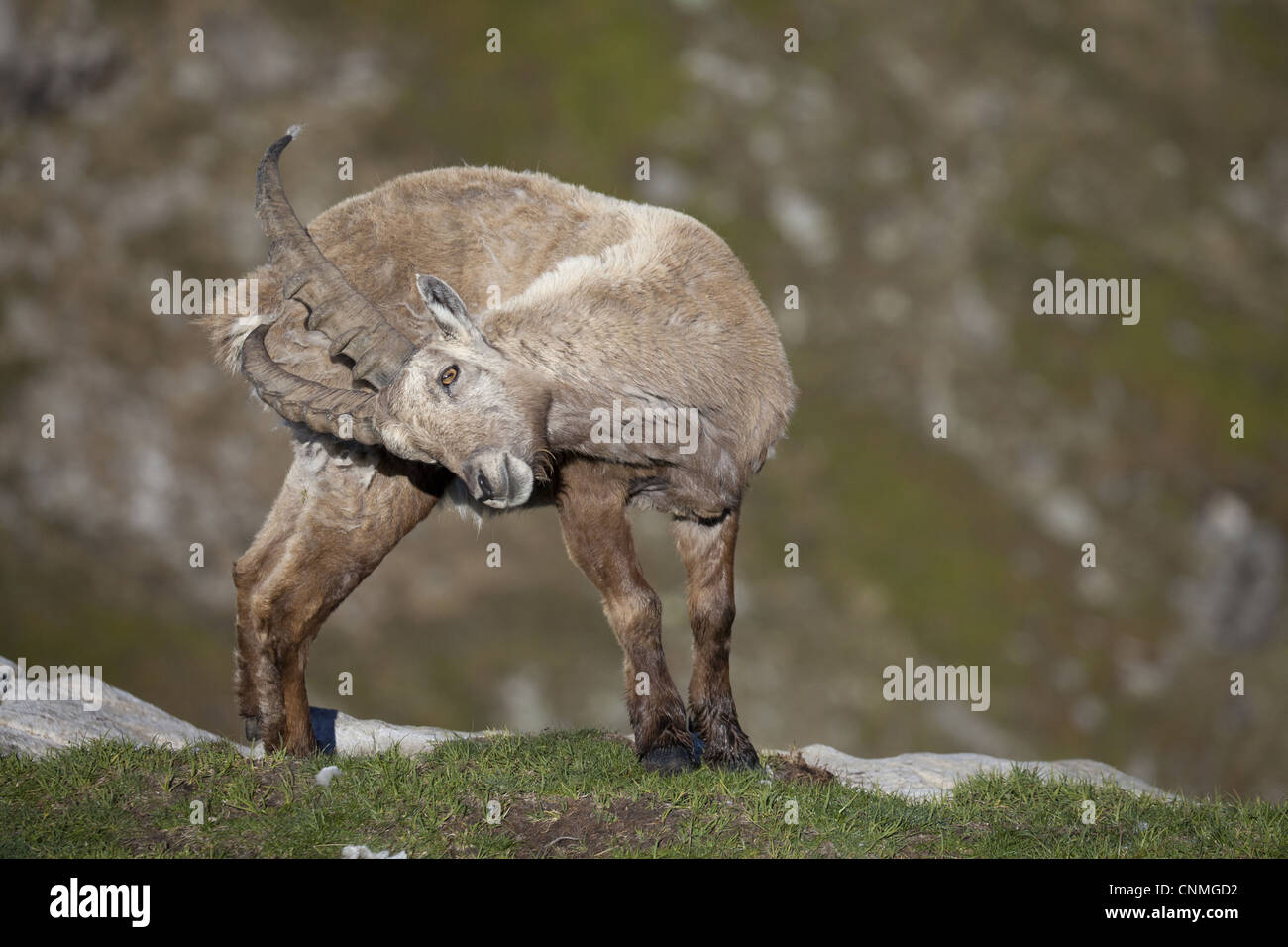 Animal scratching bottom hi-res stock photography and images - Alamy