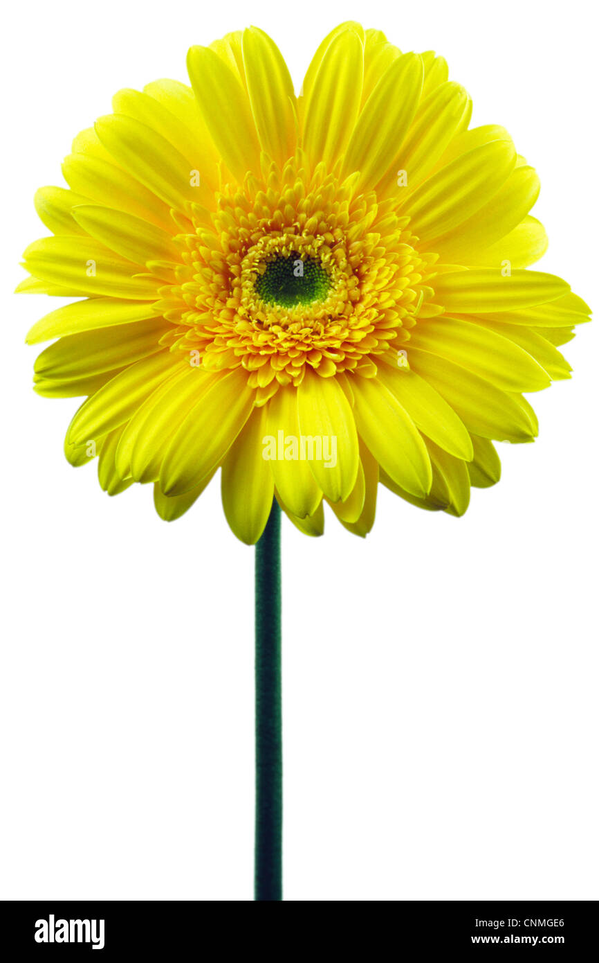 Yellow Gerbera Flower Isolated on White Background Stock Photo - Alamy