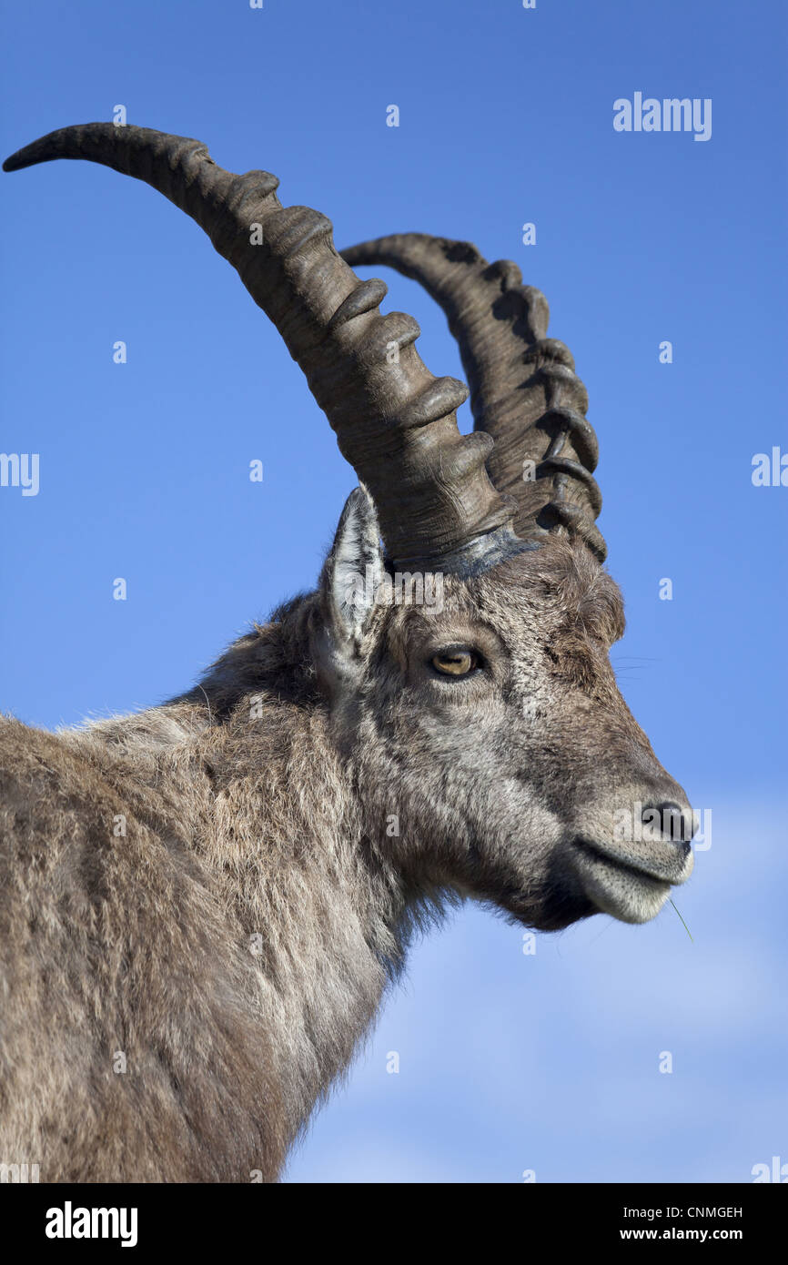 Alpine Ibex (Capra ibex) adult male, close-up of head, Niederhorn ...