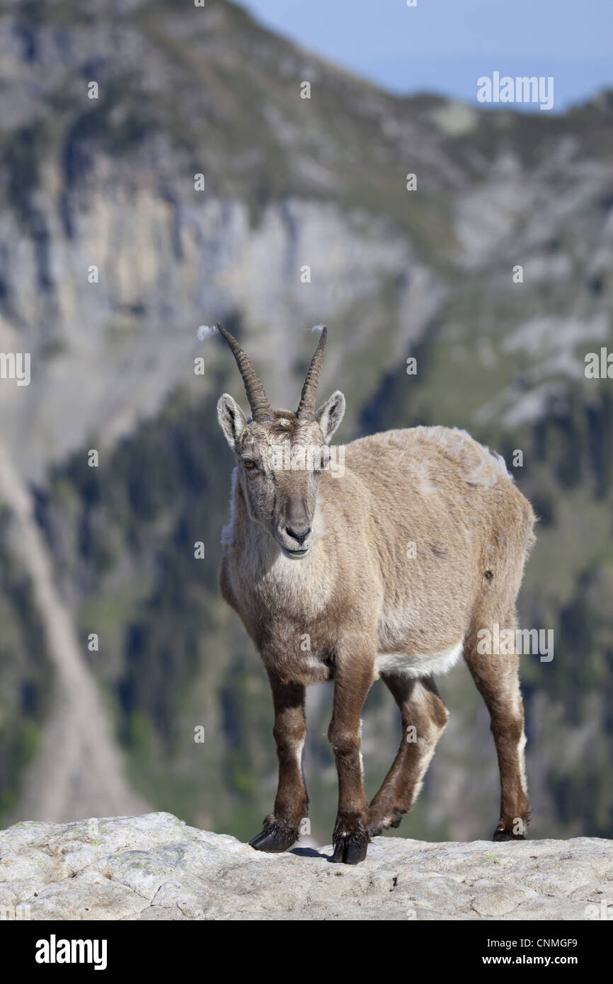 Alpine Ibex (Capra ibex) adult female, standing on rock, Niederhorn ...
