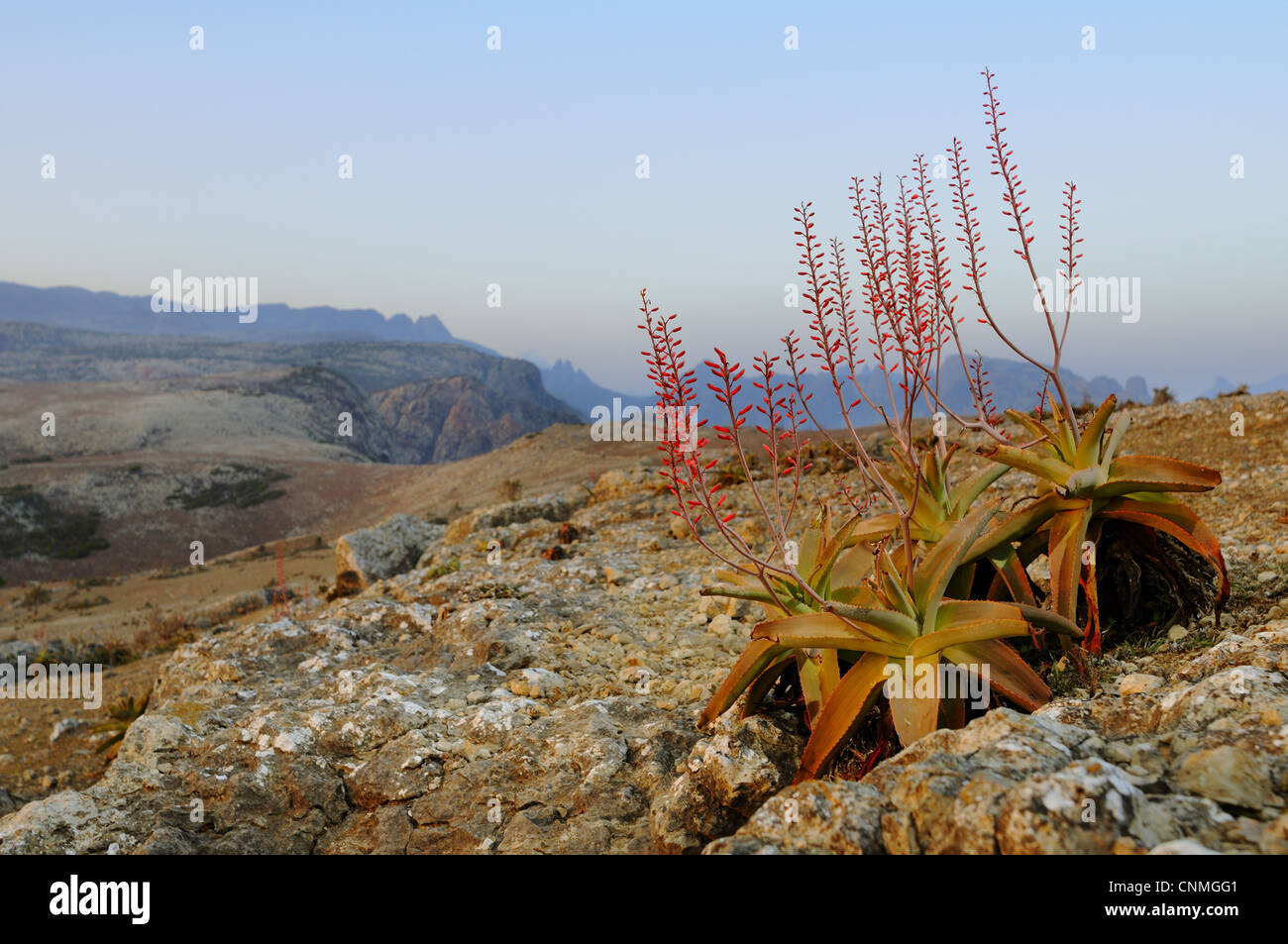 Perry's Aloe (Aloe perryi) flowering, growing in desert mountain ...
