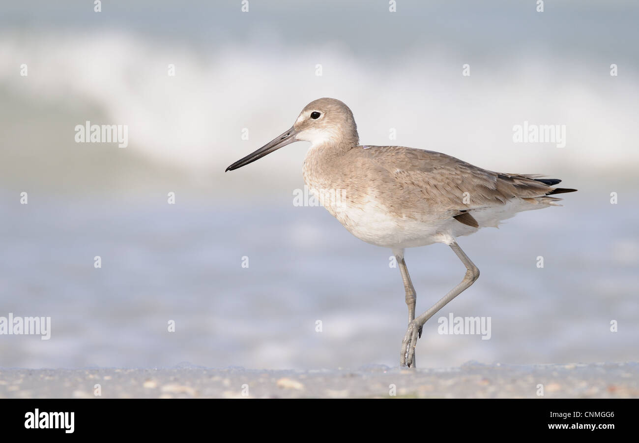 Willets, Tringa semipalmata, on the beach and in the surf of the West ...