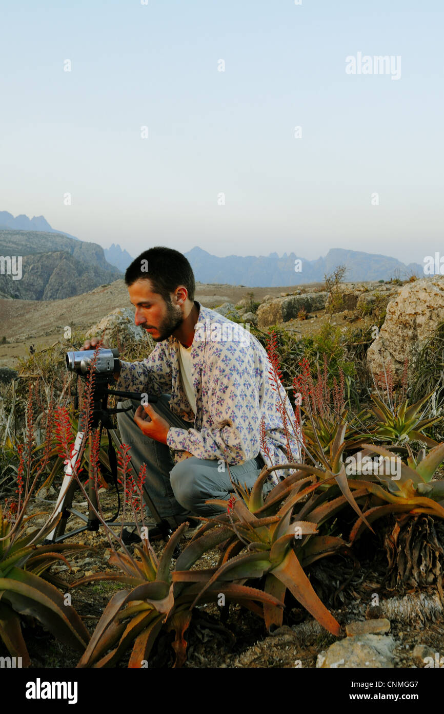 Perry's Aloe (Aloe perryi) flowering, with researcher filming flowering ...