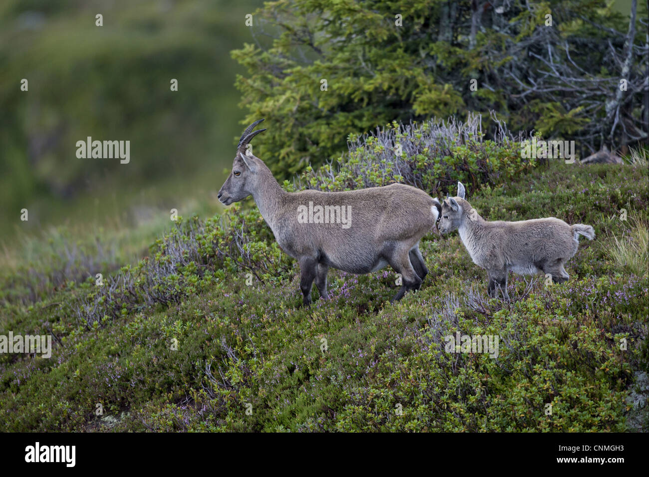 Alpine Ibex Capra ibex adult female young standing in vegetation ...