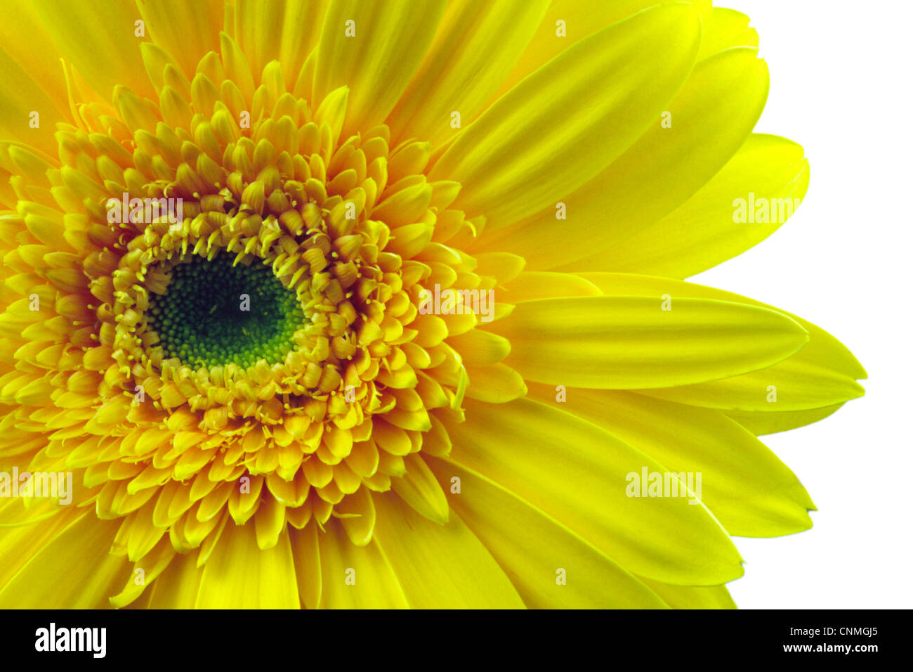 Yellow Gerbera Flower Isolated on White Background Stock Photo - Alamy