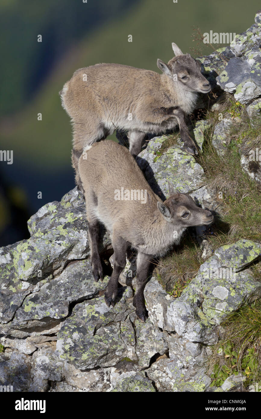 Alpine Ibex (Capra ibex) two young, climbing on rocks, Niederhorn ...