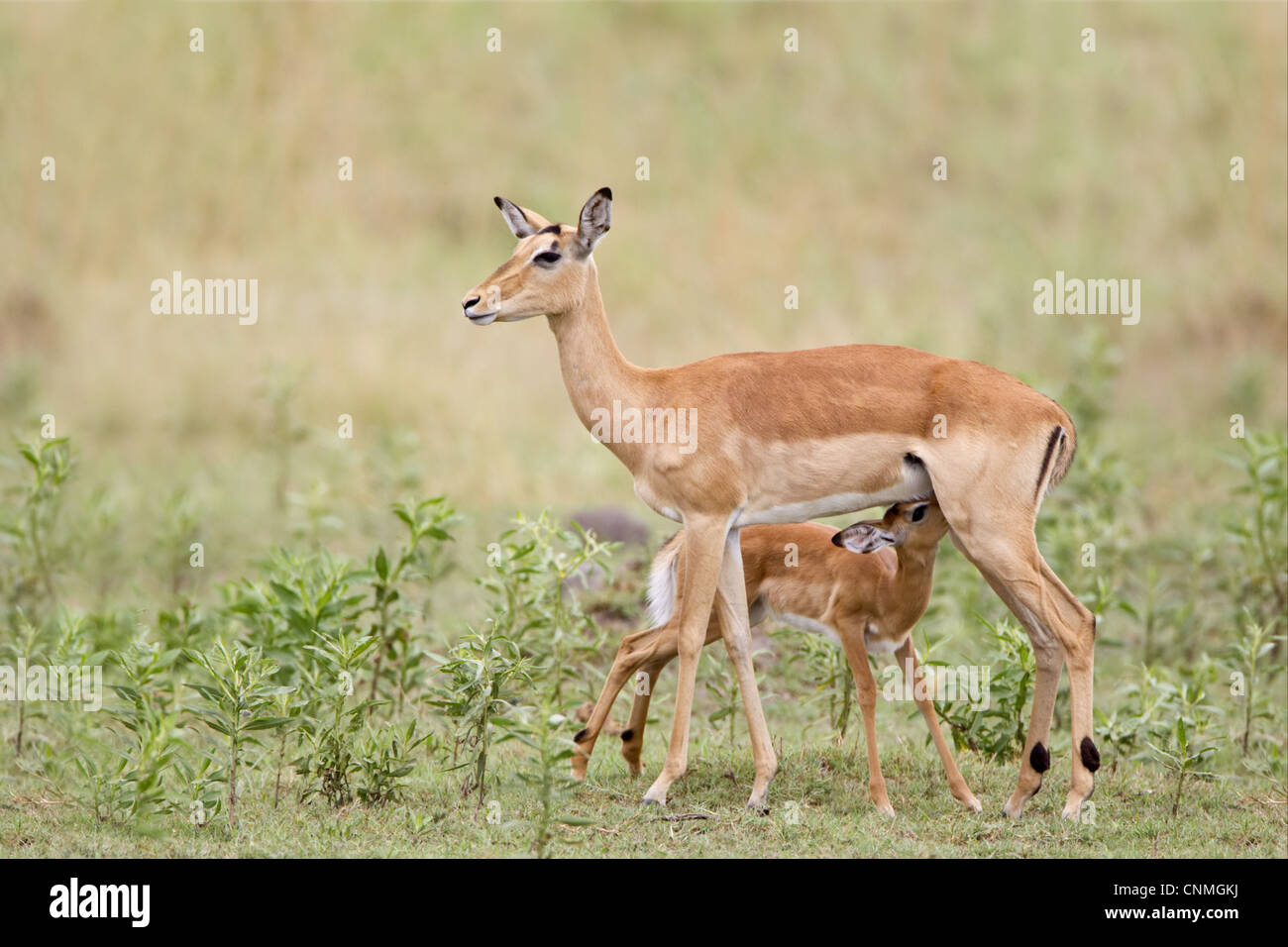 Impala With Calves High Resolution Stock Photography and Images - Alamy